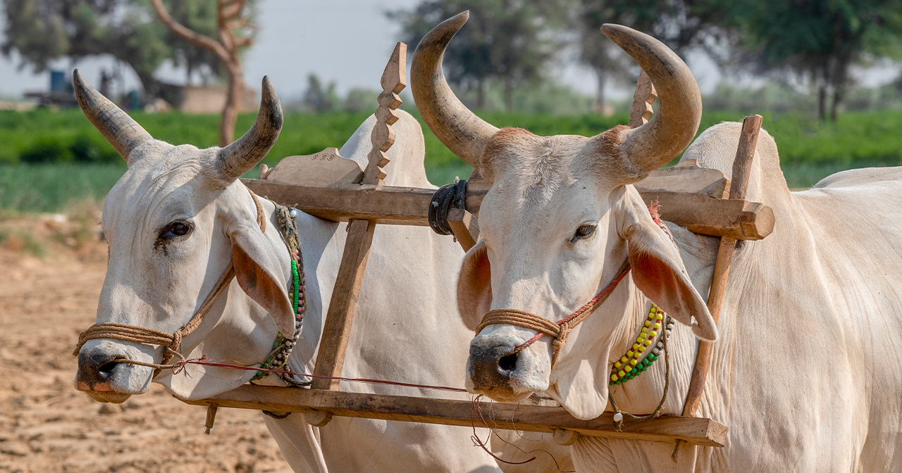 Muzzling an Ox | Daily Devotional | Inspiration Ministries