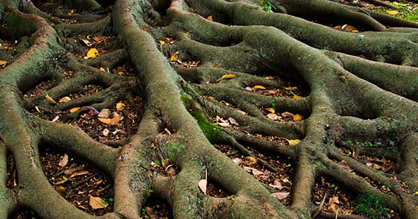 A Root of Bitterness | Daily Devotional | Inspiration Ministries