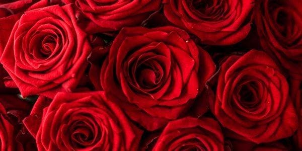 Like a Rose | Daily Devotional | Inspiration Ministries