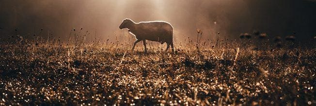 Shepherding Skills | Daily Devotional | Inspiration Ministries