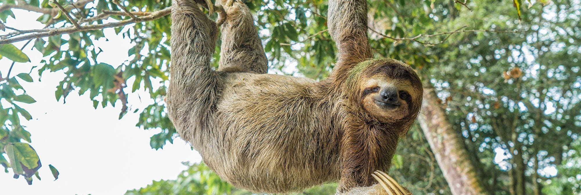 Beat Cancer Daily: Sloths Are Cute, Don’t Be One | Inspiration Ministries
