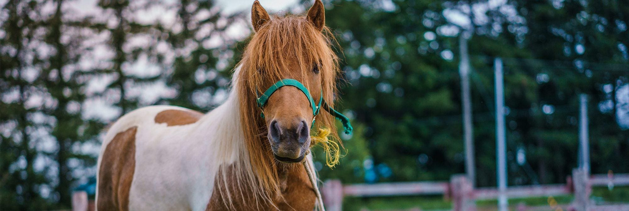 The Pony Perspective | Christian Articles | Inspiration Ministries