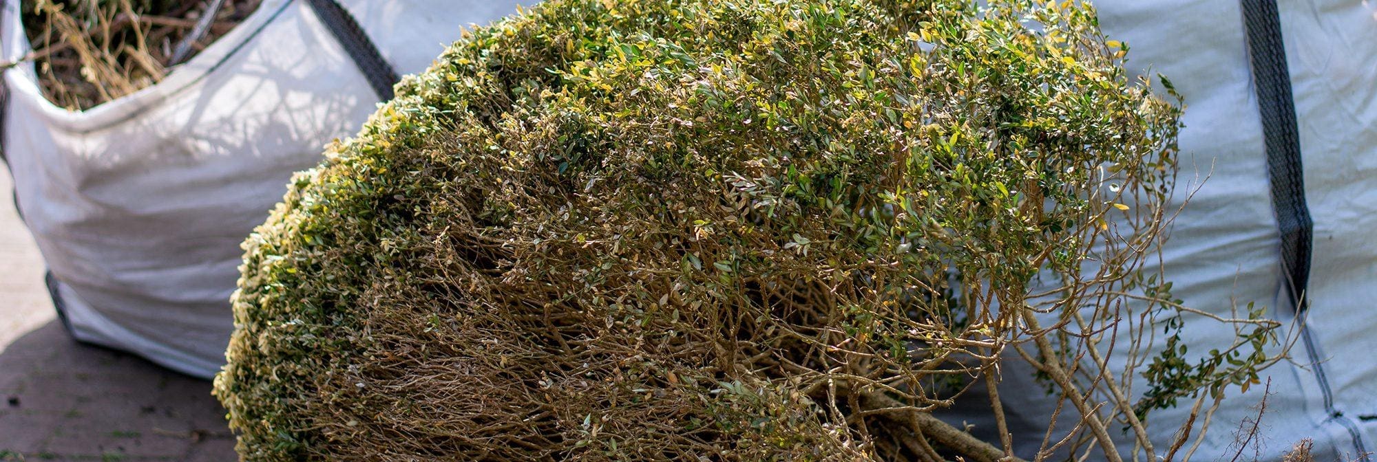 Pulling Up Everything, Roots and All - Inspiration Ministries