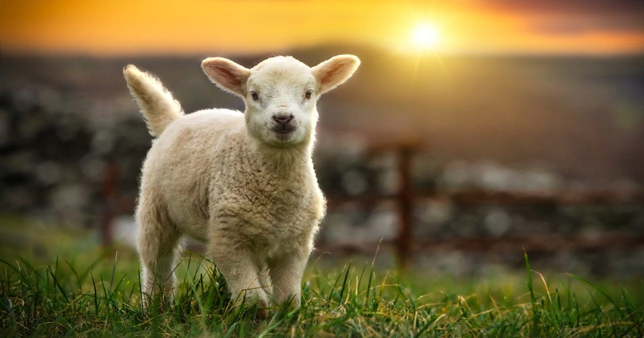 Why Do You Call Jesus the Lamb of God? | Inspiration Ministries