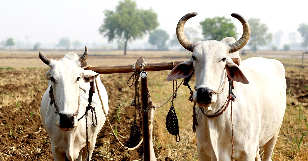 Goaded | Inspiration Ministries