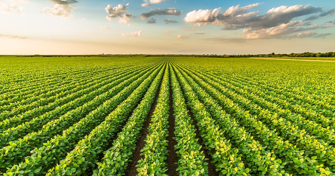 The Harvest Fields | Inspiration Ministries